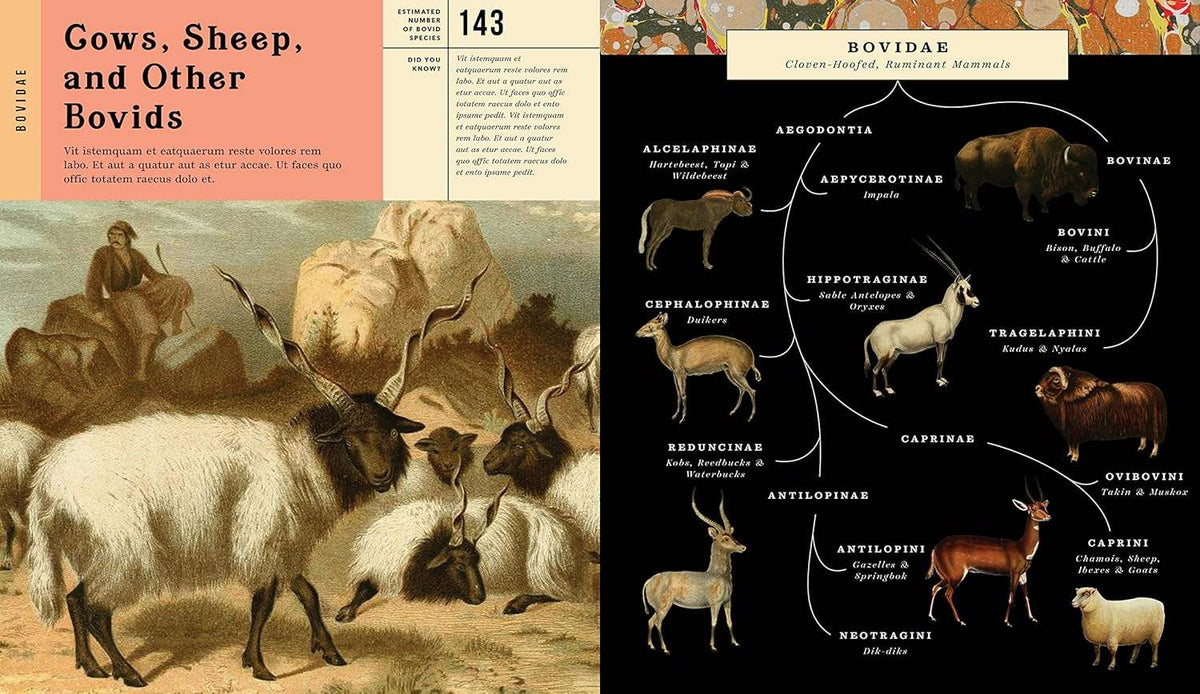 Buy Mammalia: An Illustrated Guide to the World of Mammals – The Chart ...