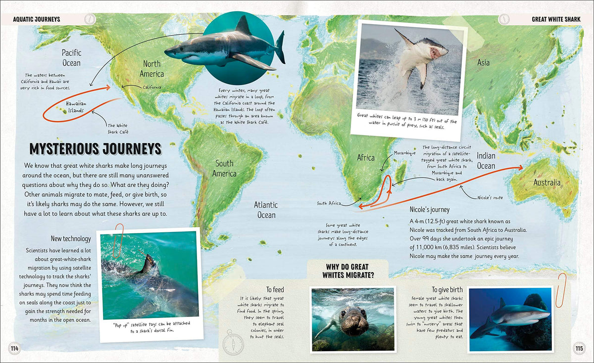 Buy Amazing Animal Journeys: The Most Incredible Migrations in the ...