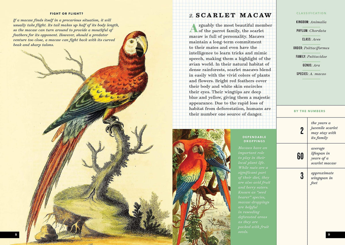 Buy Little Book of Animals of the Rainforest: A Guide to Life Beneath ...