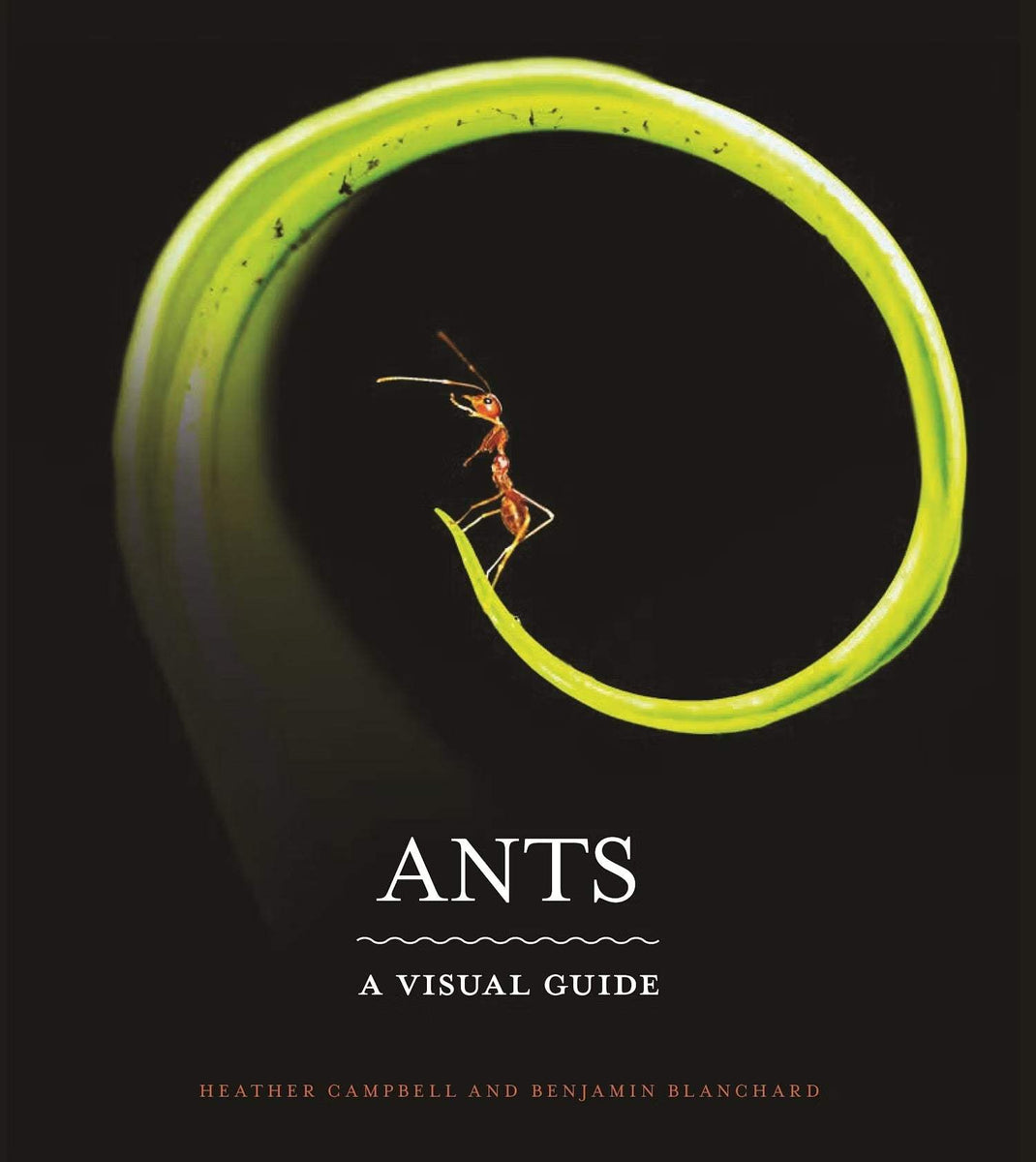 Buy Ants: A Visual Guide – The Chart & Map Shop