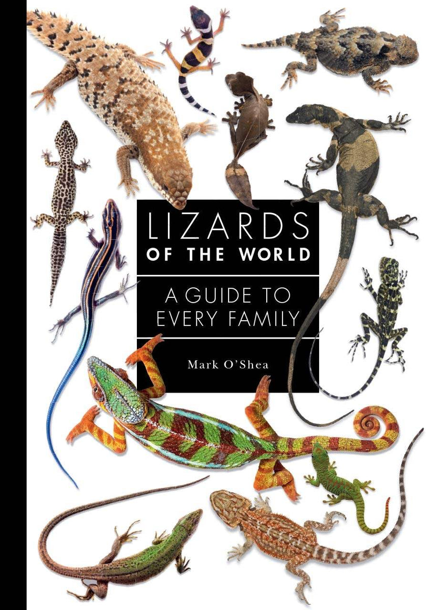 Buy Lizards of the World: A Guide to Every Family – The Chart & Map Shop