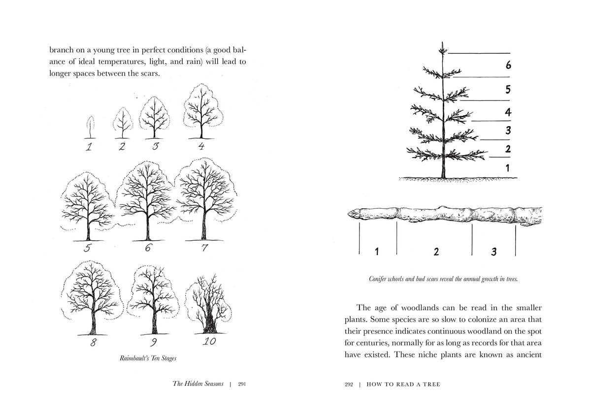 Buy How to Read a Tree: Clues and Patterns from Bark to Leaves – The ...