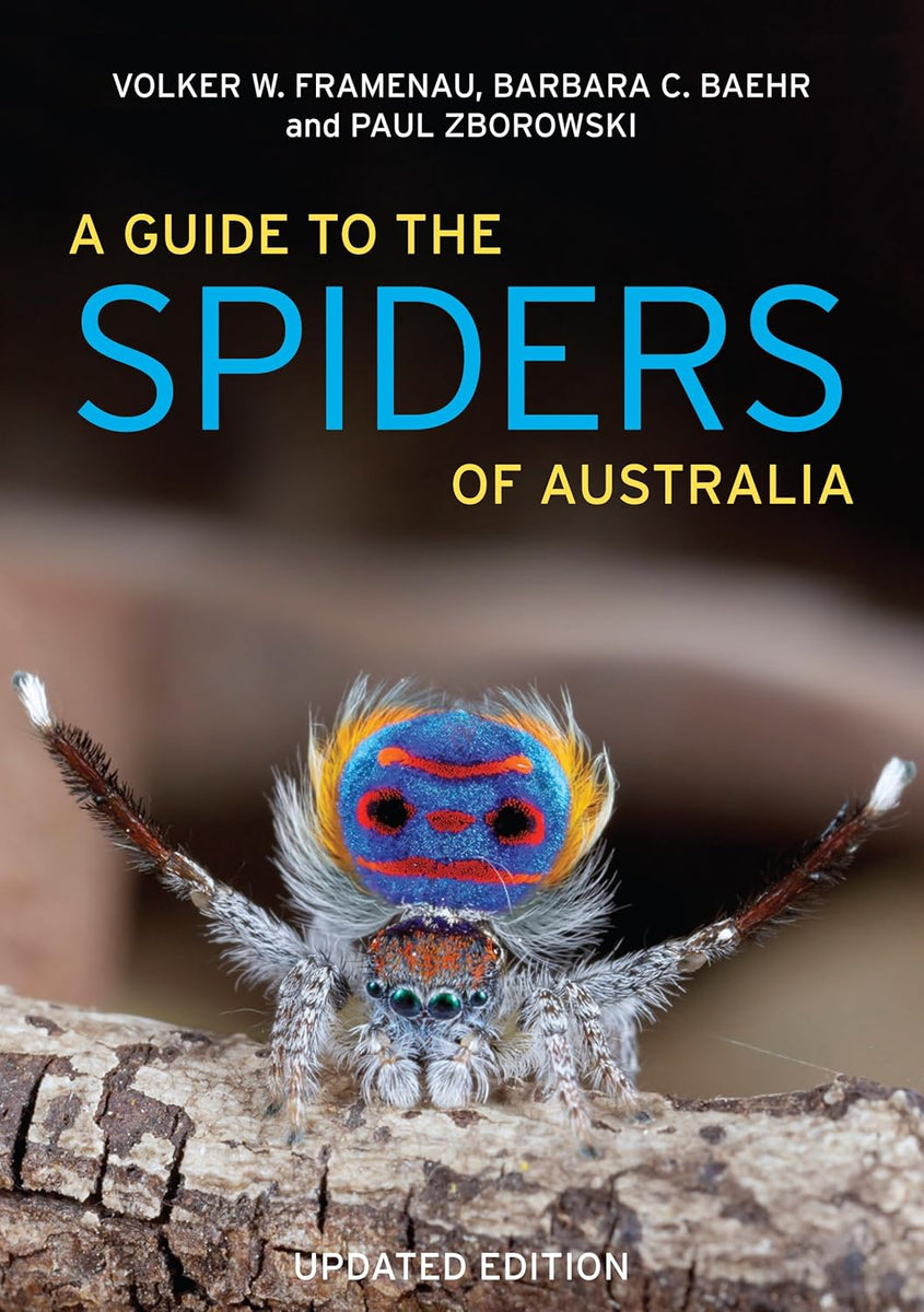Buy A Guide to Spiders of Australia – The Chart & Map Shop