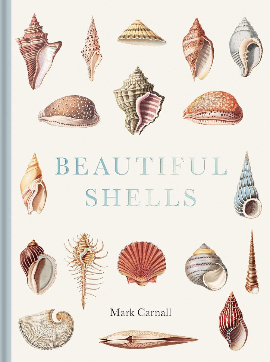 Buy Beautiful Shells – The Chart & Map Shop