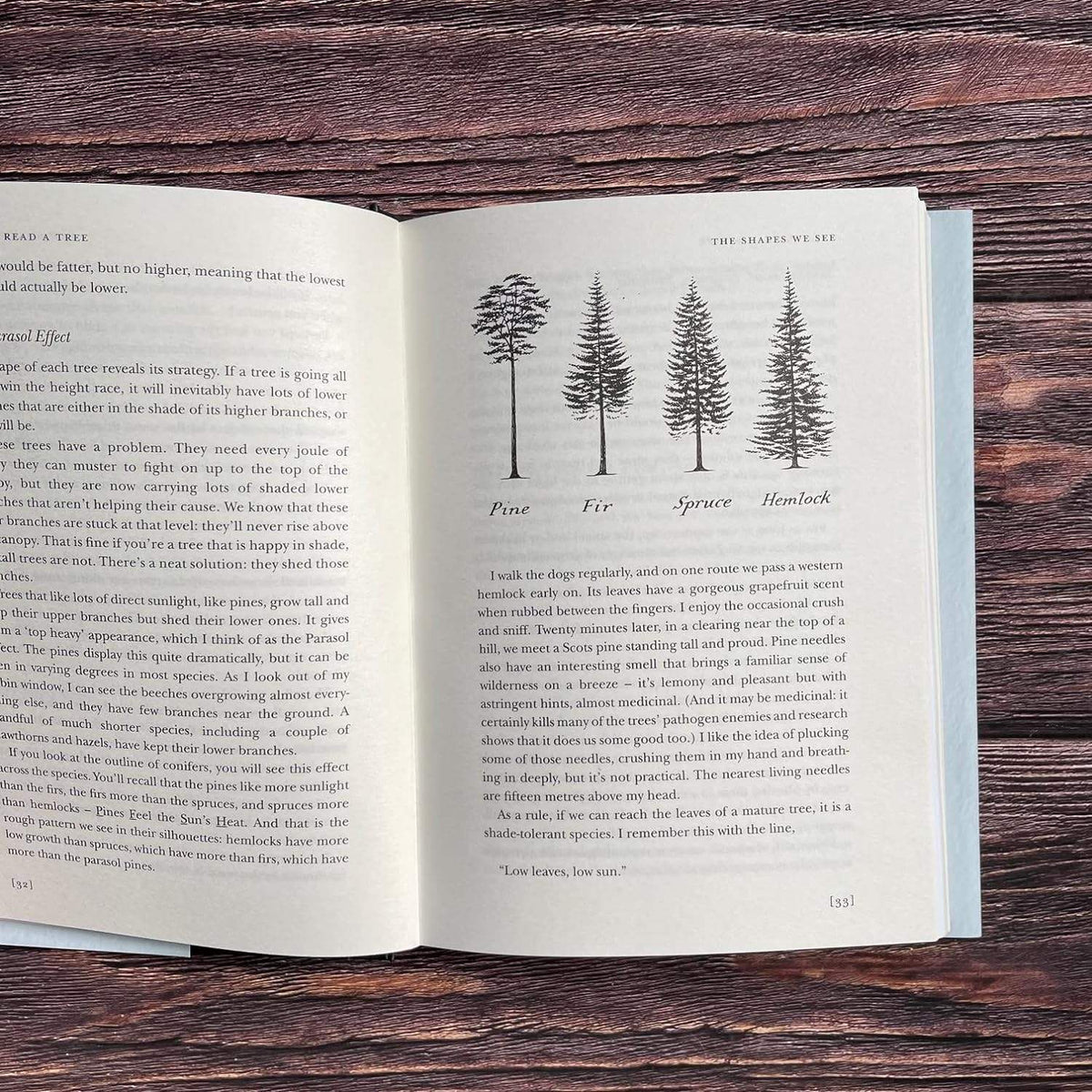 Buy How to Read a Tree: Clue & Patterns from Roots to Leaves – The ...
