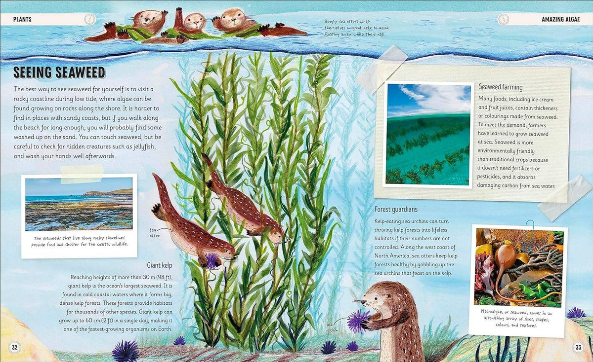 Buy Amazing Oceans: The Surprising World of Our Incredible Seas – The ...