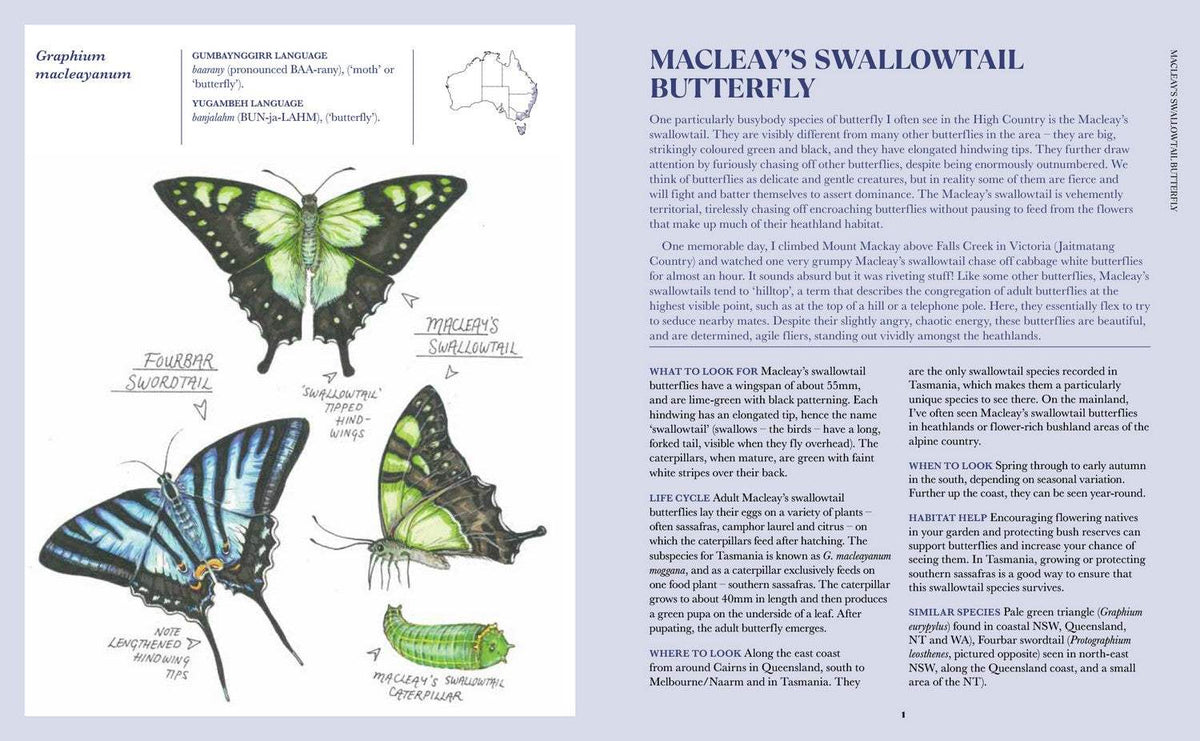 Buy 100 Australian Butterflies, Bees, Beetles & Bugs – The Chart & Map Shop