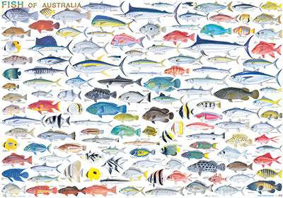 Buy Fish Wall Chart – The Chart & Map Shop