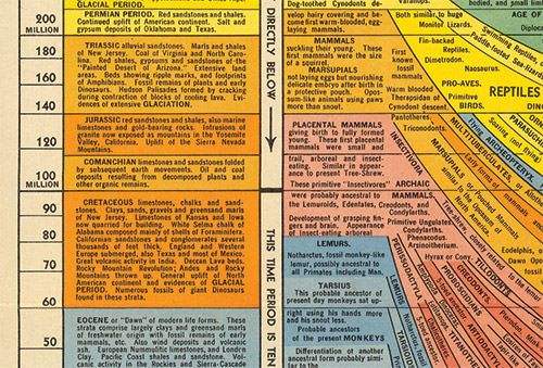 Buy 1942 Histomap of Evolution – The Chart & Map Shop