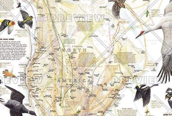 Buy Bird Migration, Western Hemisphere Wall Map by National Geographic ...