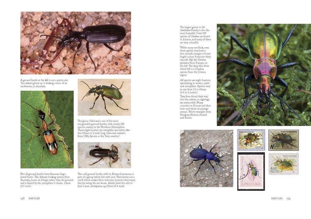 Buy Insects of the World: A Fully Illustrated Guide to the Planet’s ...