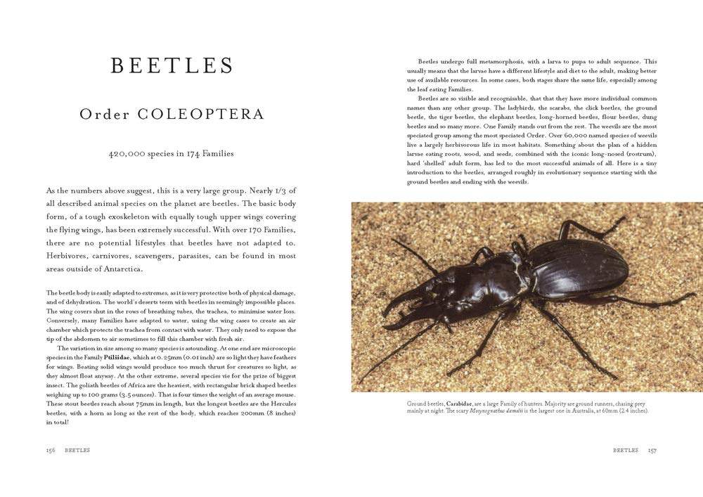 Buy Insects of the World: A Fully Illustrated Guide to the Planet’s ...