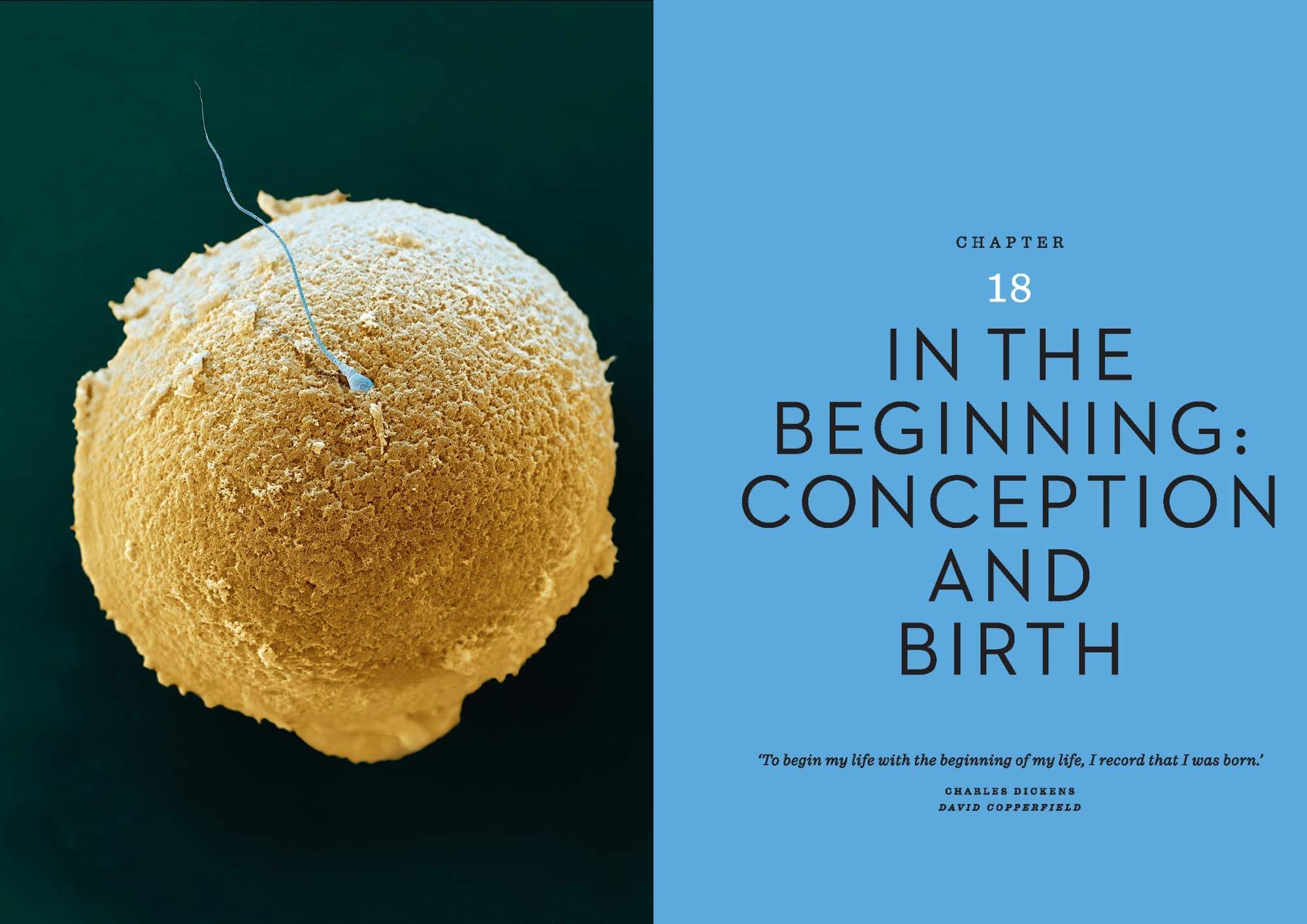 Buy The Body - Illustrated: A Guide for Occupants by Bill Bryson – The ...