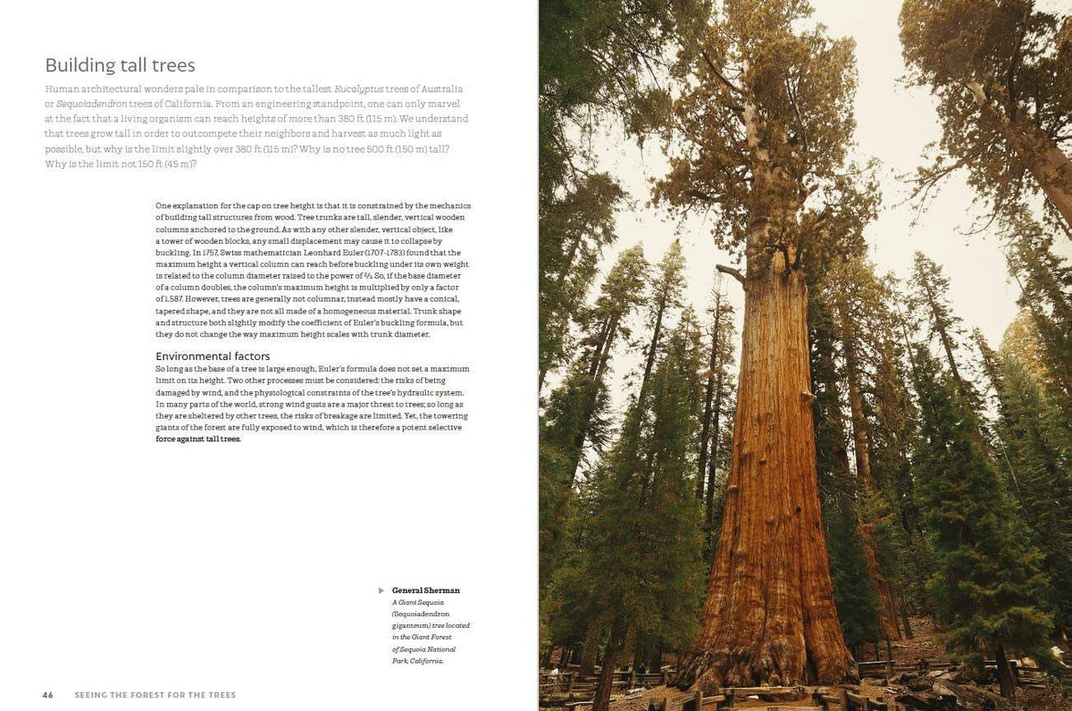 Buy The World Atlas of Trees and Forests: Exploring Earth's Forest ...