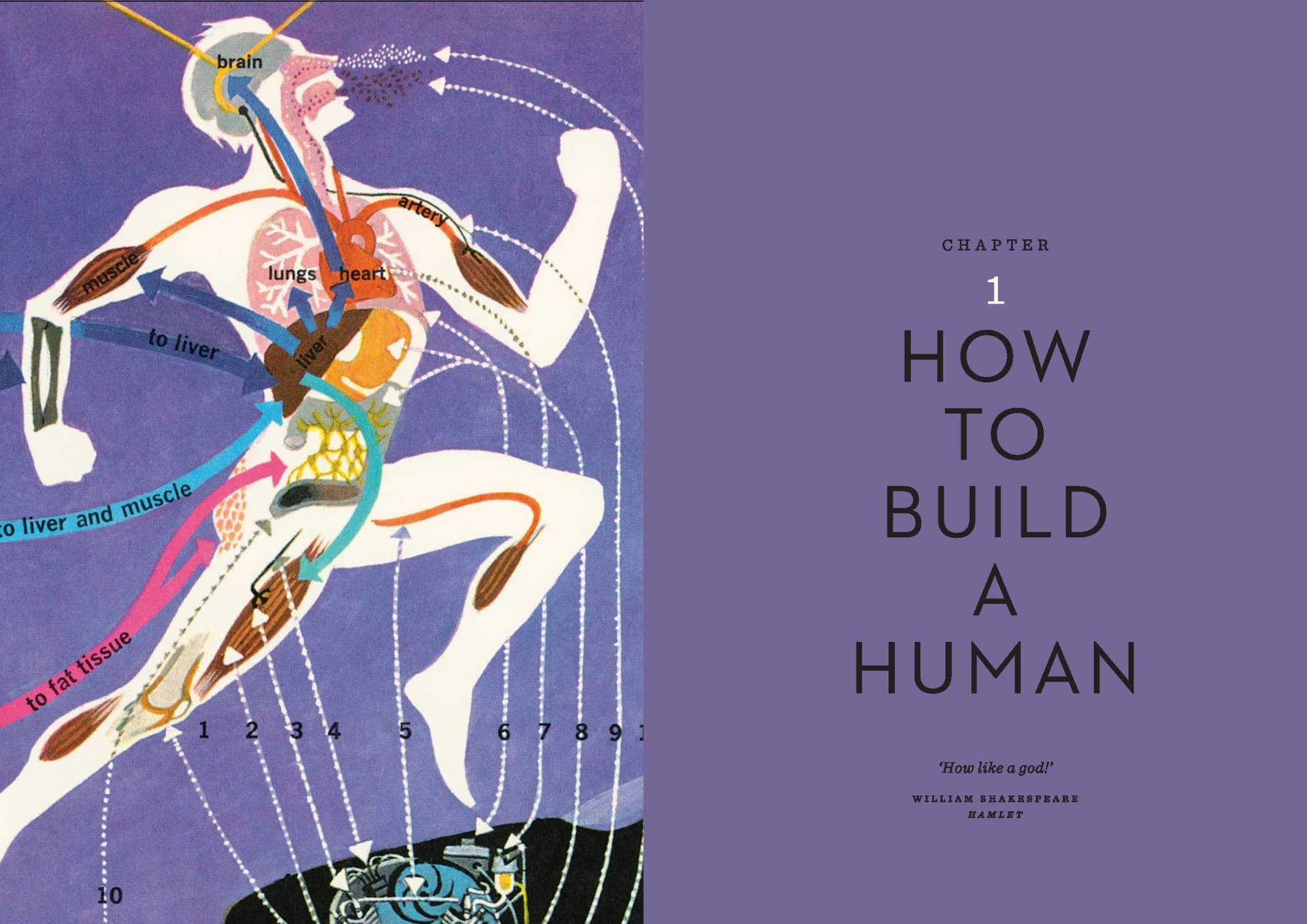 Buy The Body - Illustrated: A Guide for Occupants by Bill Bryson – The ...