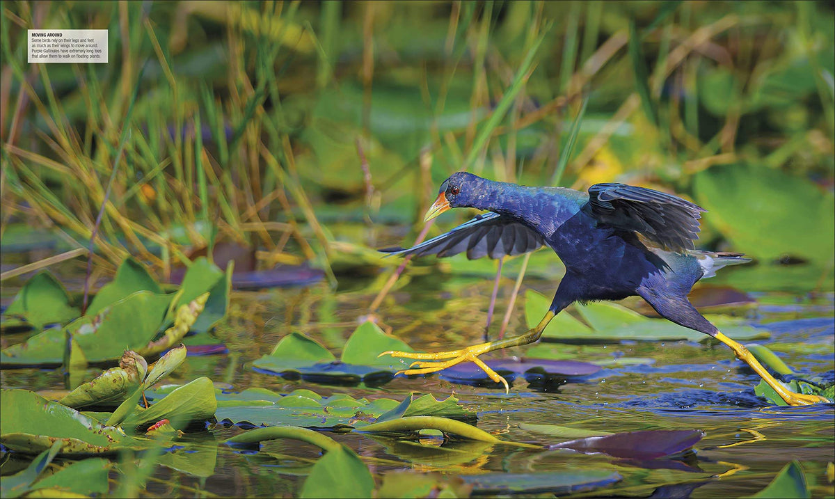 Buy Bird: The Definitive Visual Guide – The Chart & Map Shop