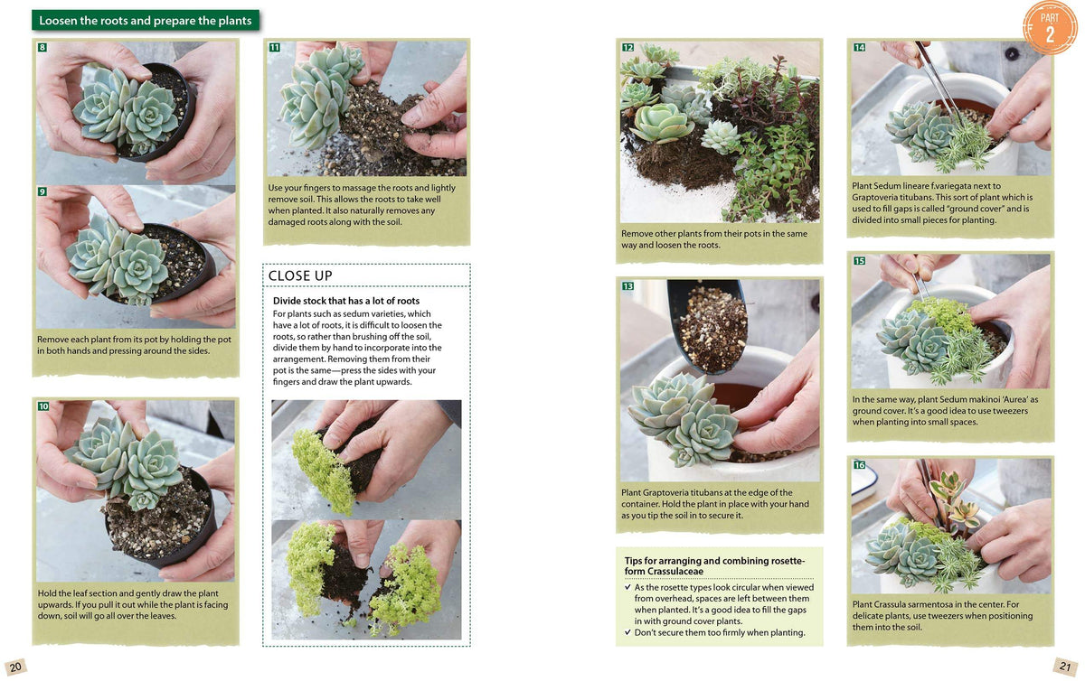 Buy Succulents Made Easy – The Chart & Map Shop