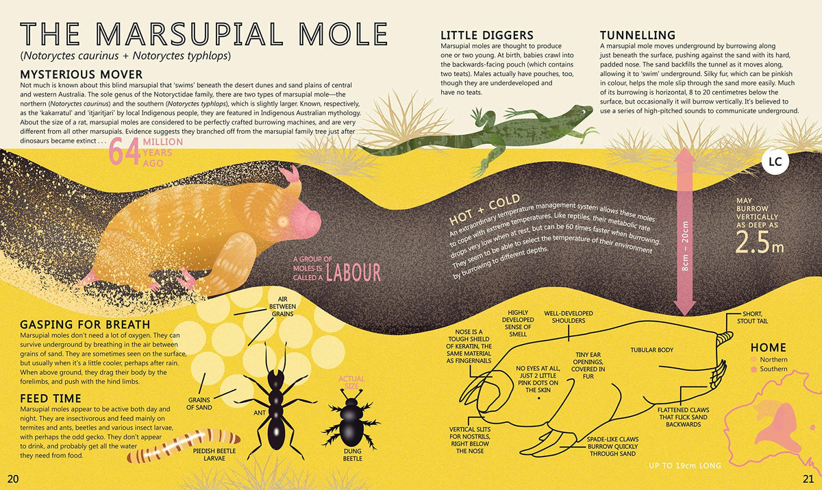 Buy Fauna: Australia's Most Curious Creatures – The Chart & Map Shop