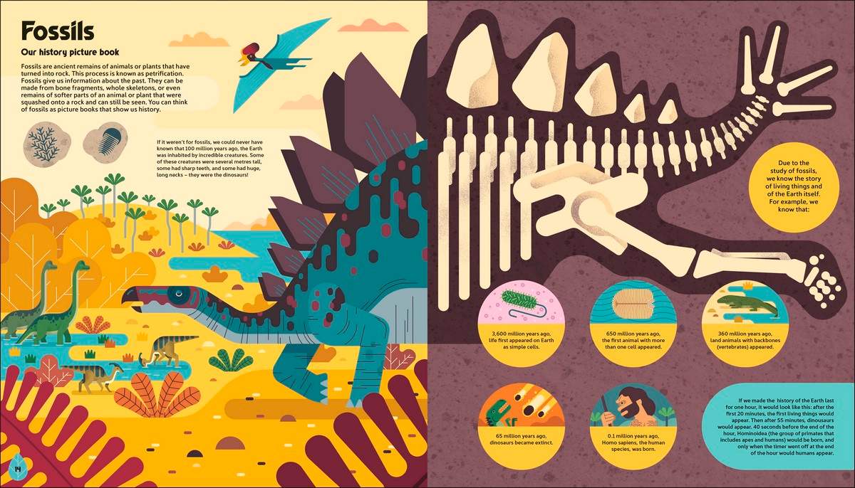 Buy Evolved: An Illustrated Guide to Evolution – The Chart & Map Shop