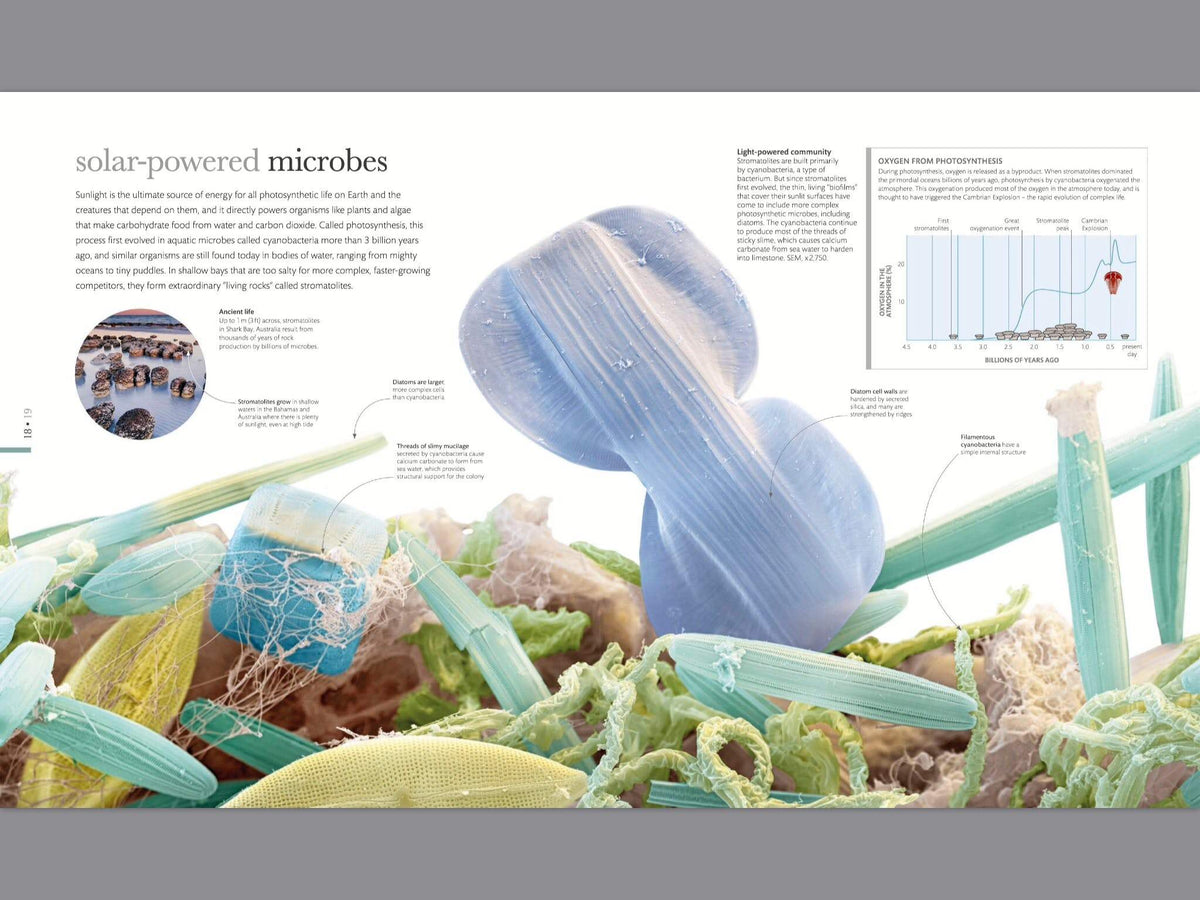 Buy Micro Life: Miracles of the Miniature World Revealed – The Chart ...