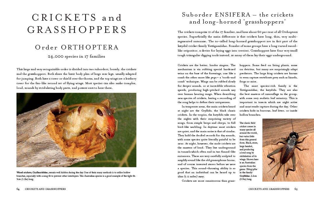 Buy Insects of the World: A Fully Illustrated Guide to the Planet’s ...