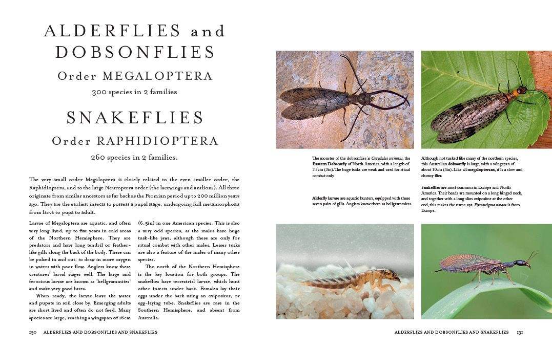 Buy Insects of the World: A Fully Illustrated Guide to the Planet’s ...